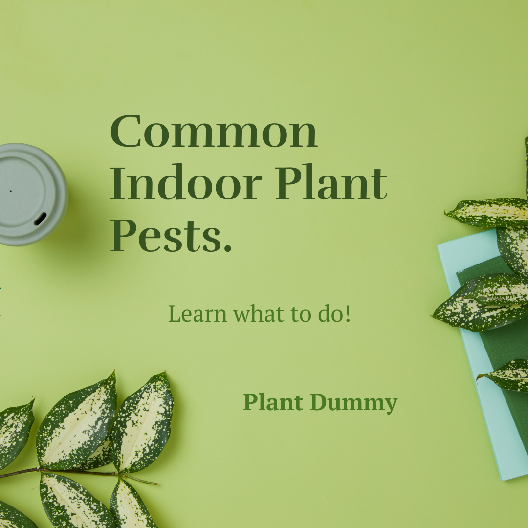 Common Indoor Plant Pests -How to Identify, and Eliminate – PlantDummy