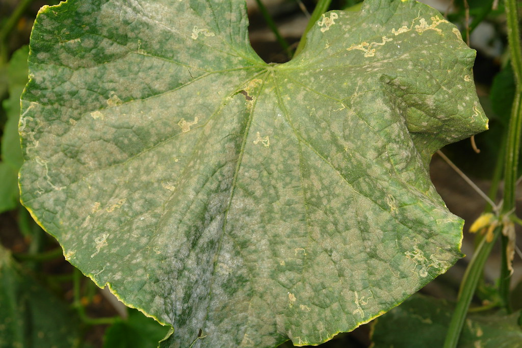 Identifying Powdery Mildew: Treat in a natural way – PlantDummy
